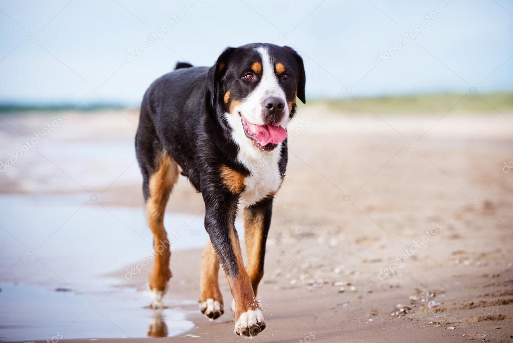 Gran perro de montaña suizo en la playa 2023