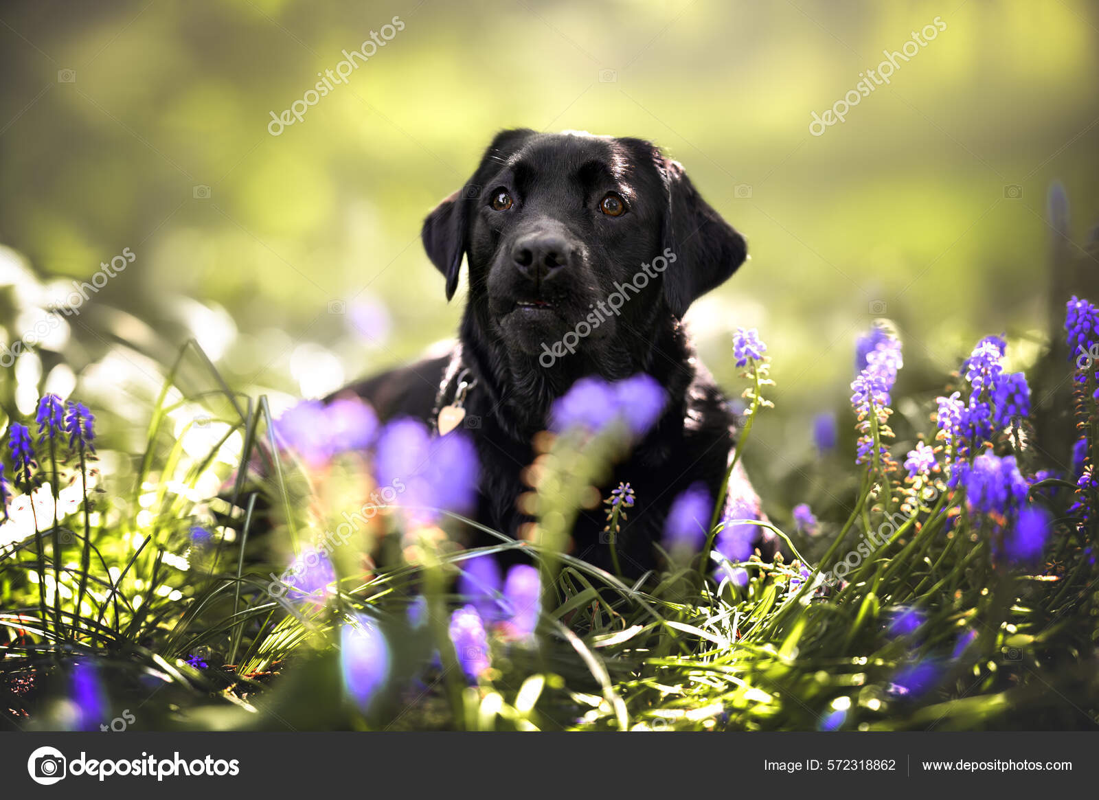 Beautiful Black Labrador Dog Lying Outdoors Spring — Stock Photo © ots ...