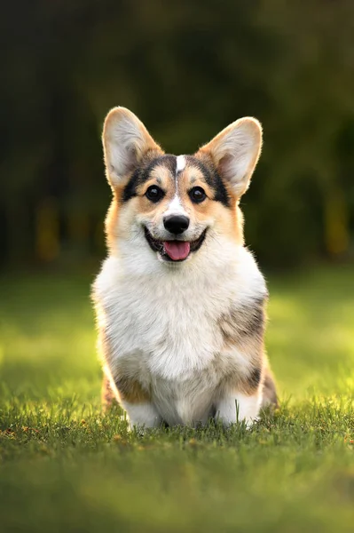 Happy corgi Stock Photos, Royalty Free Happy corgi Images | Depositphotos