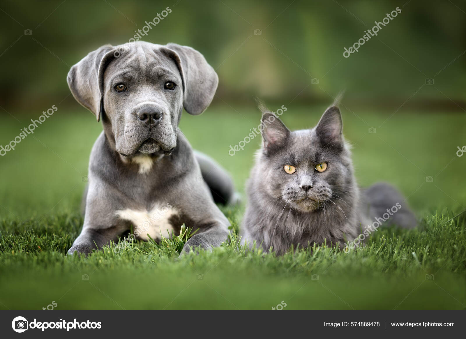 Two Beautiful Pets Cane Corso Puppy Maine Coon Kitten Posing — Stock ...