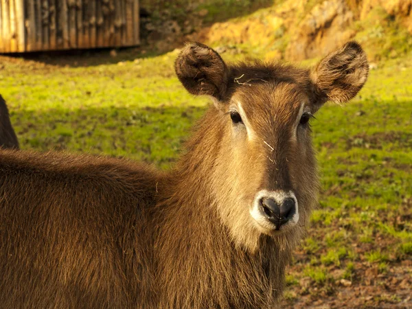 The himalayan goral Stock Photos, Royalty Free The himalayan goral ...