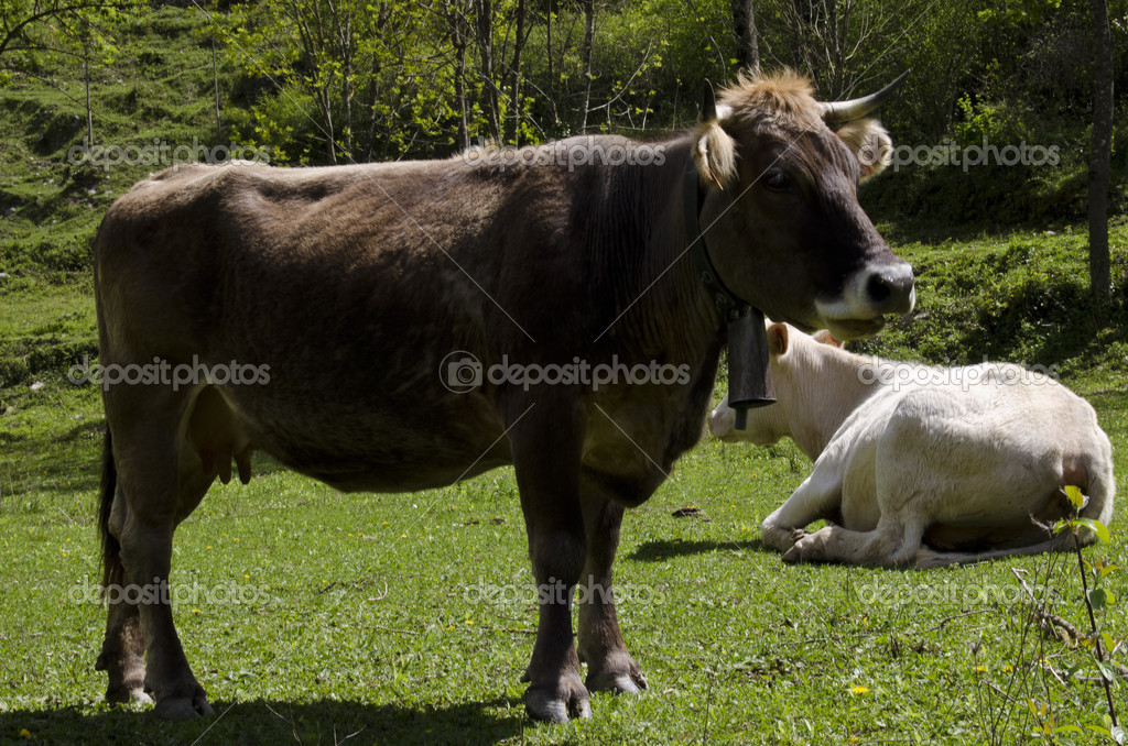 Happy cows Stock Photo by ©qtex 25342607
