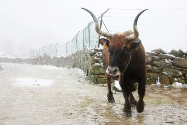 Raging bull - Stock Image - Everypixel