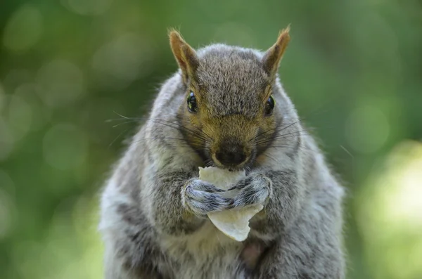 Angry squirrel Stock Photos, Royalty Free Angry squirrel Images ...