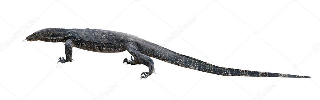 Varanus salvator, comúnmente conocido como Asian Water Monitor con una ...