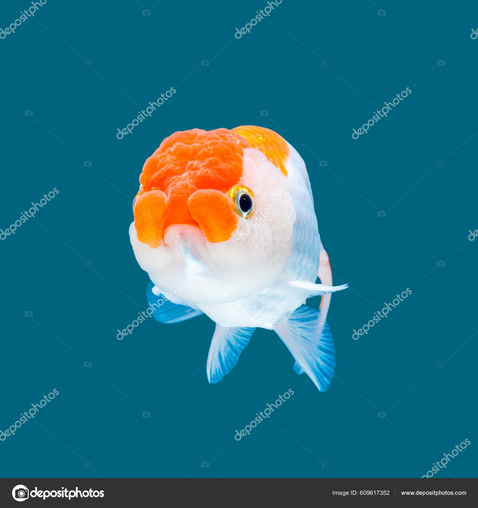 Ranchu Goldfish Isolated Water Color Background — Stock Photo © p ...