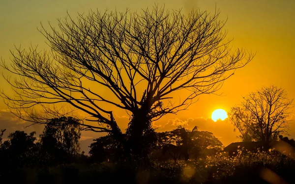 Tree sunrise silhouette Stock Photos, Royalty Free Tree sunrise ...