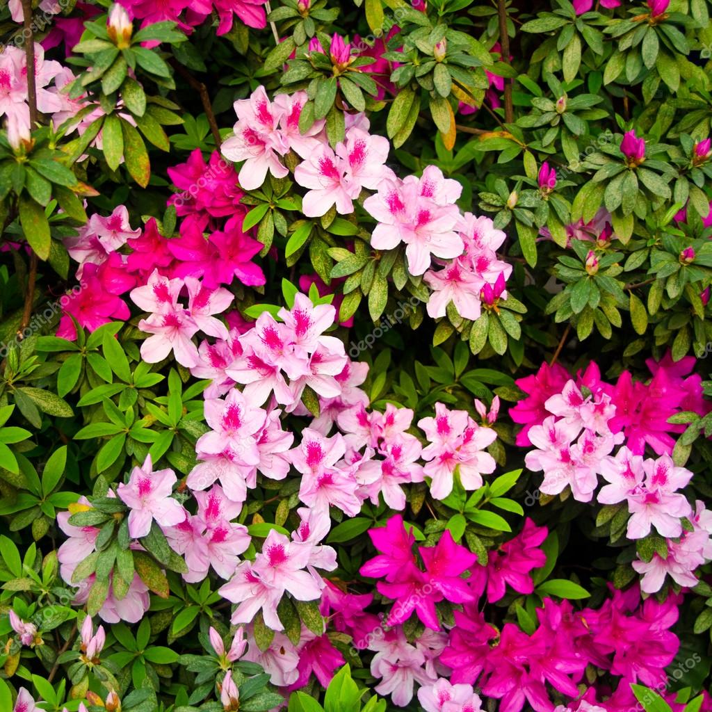 Pink flower bush — Stock Photo © qliebin #44601367
