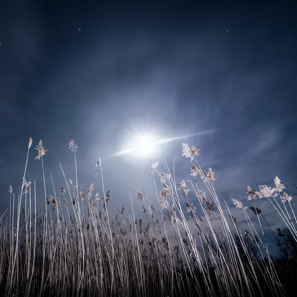 Full moon halo rays - night full moon landscape — Stock Photo © qliebin ...