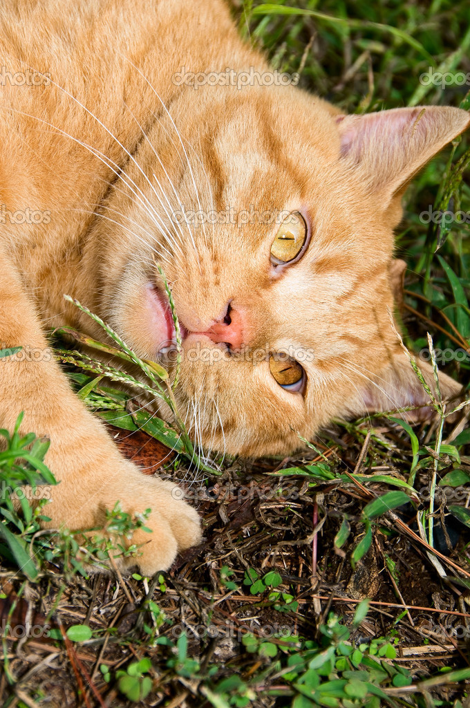 Red Cat 2 — Stock Photo © ben44 #22156331