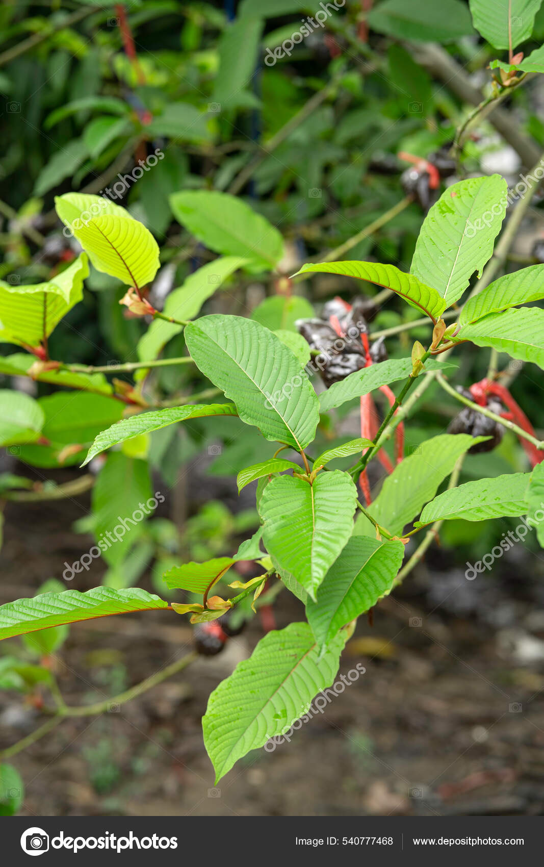 Propagating Kratom Plants Grafting Method Close Leaves Branches ...