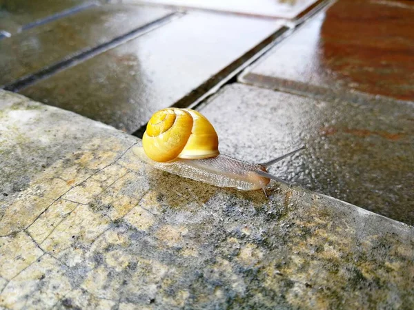 Golden yellow snail Stock Photos, Royalty Free Golden yellow snail ...