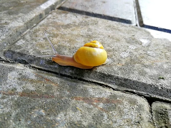 Golden yellow snail Stock Photos, Royalty Free Golden yellow snail ...