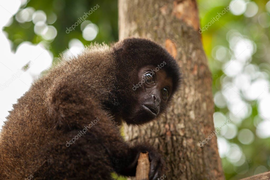 Un pequeño mono bebé, espécimen de la especie Oreonax flavicauda, o ...