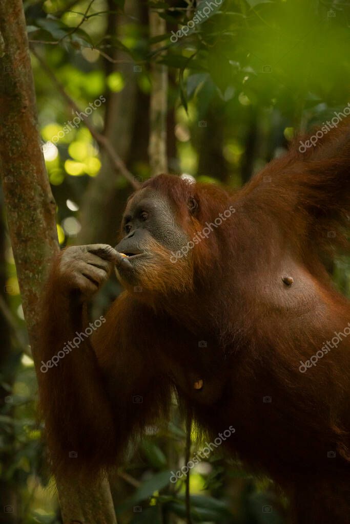 Hembra salvaje Sumatra Orangut n, aferrada a una rama, y viviendo en la ...