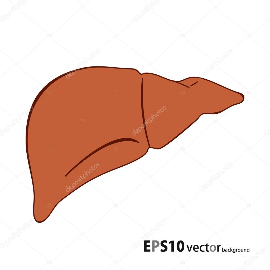 Human liver background Stock Vector Image by ©Ieromina #19114239