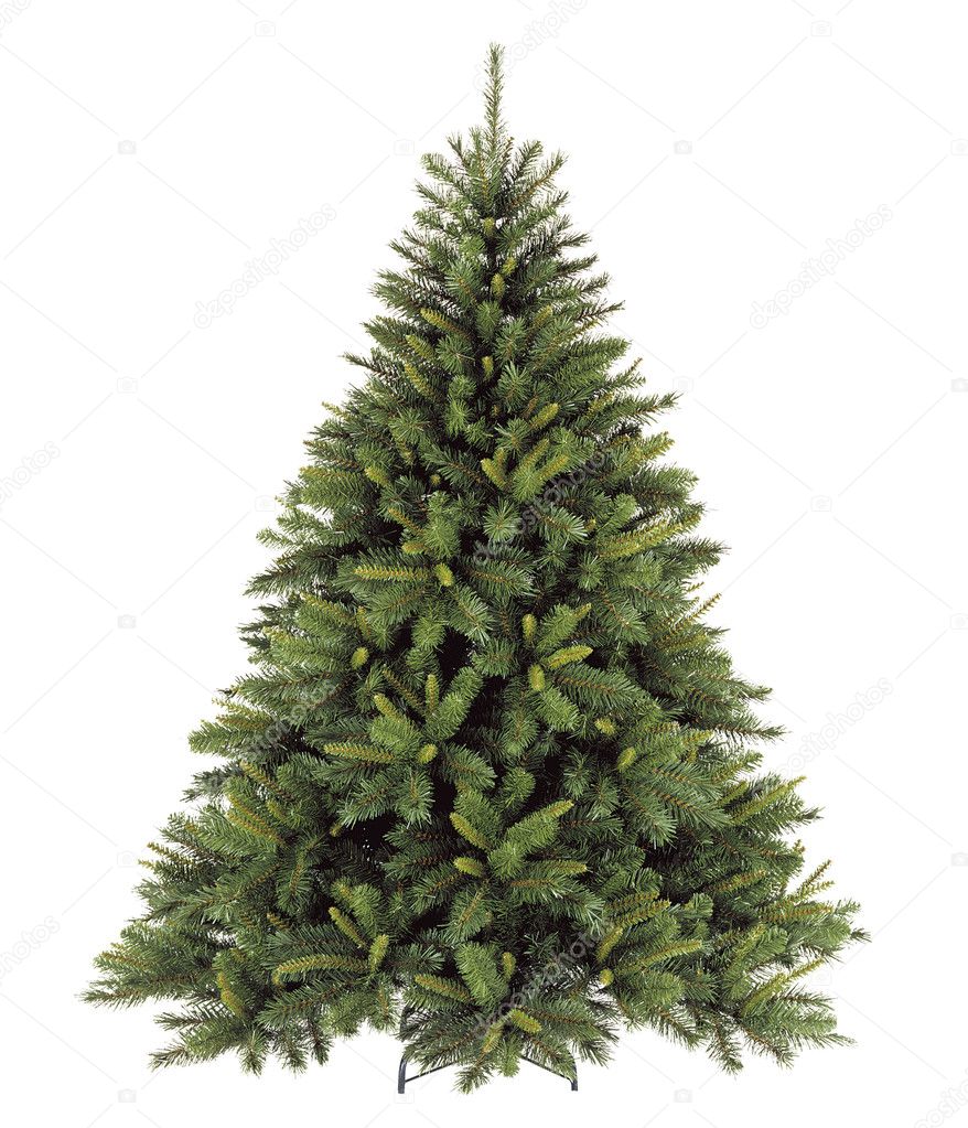 Pine tree Stock Photo by ©susanna0358 48478913