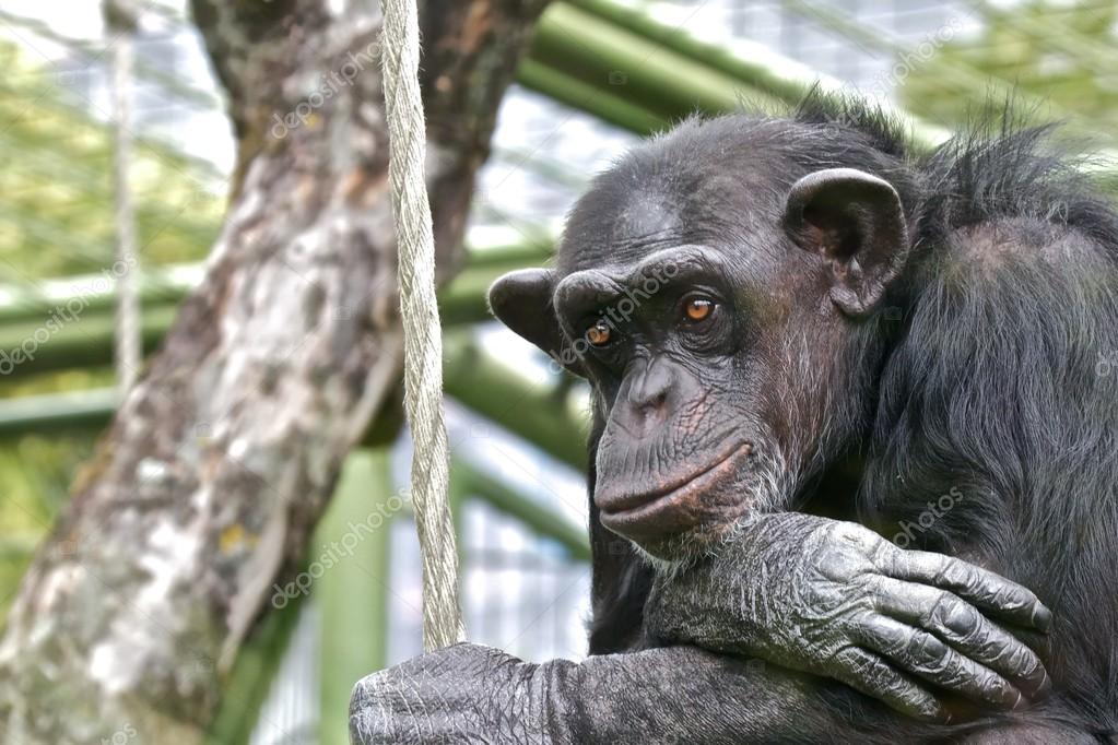 Sad Chimpanzee Stock Photo by ©chbaum 19086543