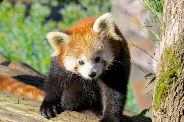 Red Panda — Stock Photo © goinyk #72785347
