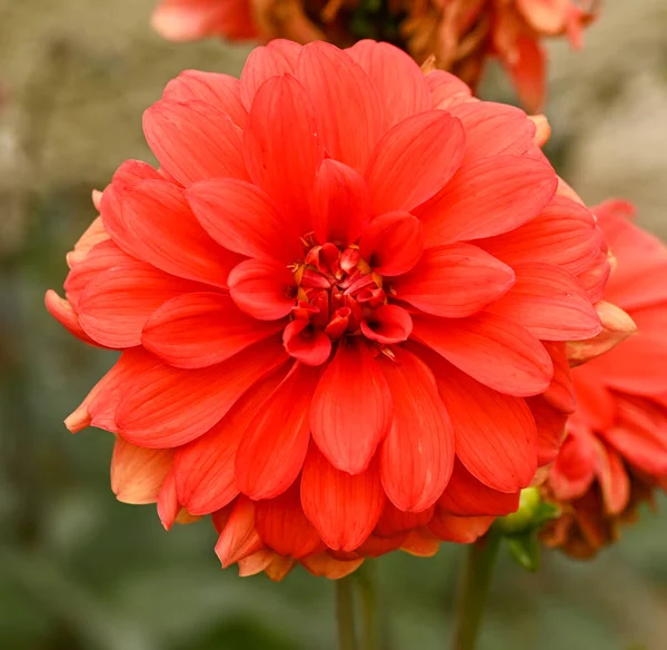 Red dahlia Stock Photos, Royalty Free Red dahlia Images | Depositphotos