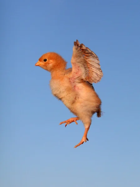 Flying chicken Stock Photo by ©TTstudio 21739905