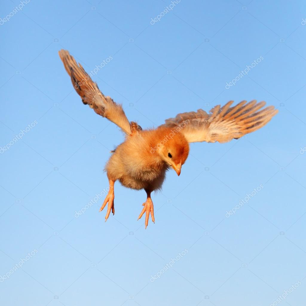 Flying chicken Stock Photo by ©TTstudio 21739905