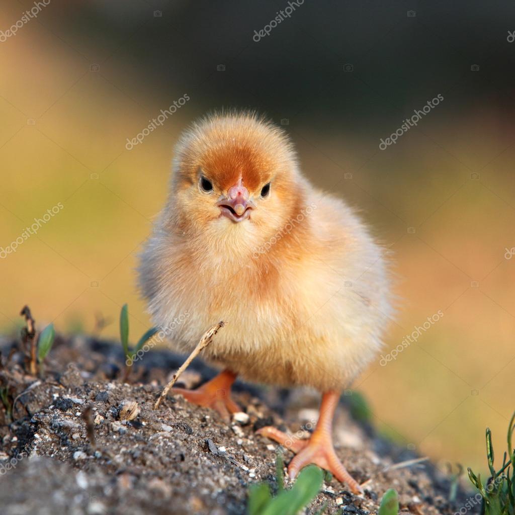 A baby chick Stock Photo by ©TTstudio 22895792