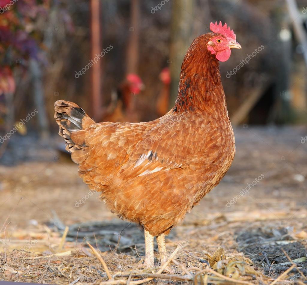 Red Hen — Stock Photo © TTstudio #24643807