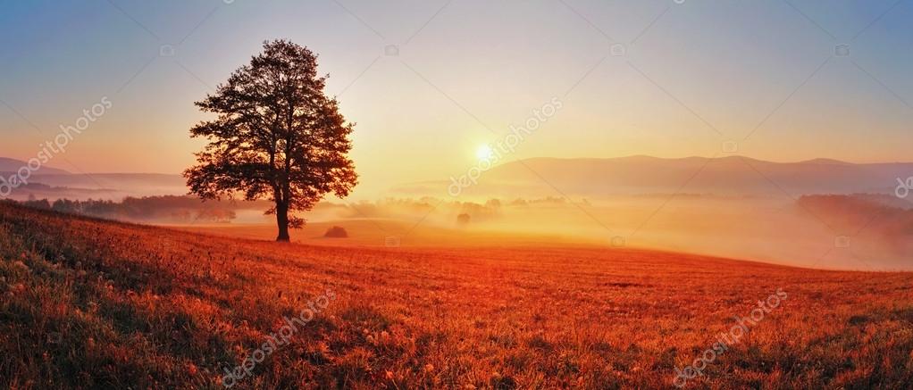 Tree and sun — Stock Photo © TTstudio #25260457