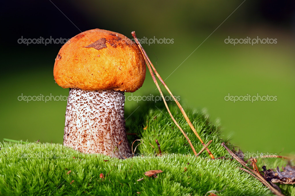 Big fungus with Red-capped Stock Photo by ©TTstudio 29342281