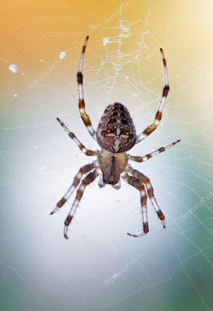 Cross Spider — Stock Photo © TTstudio #32796571