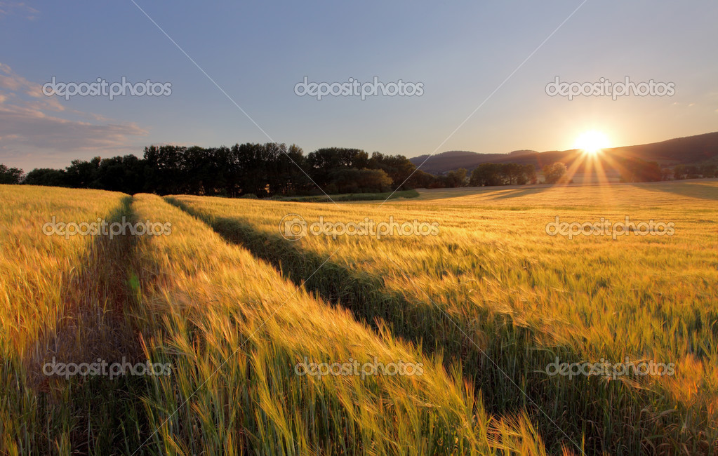 Wheat field with sun — Stock Photo © TTstudio #50230769