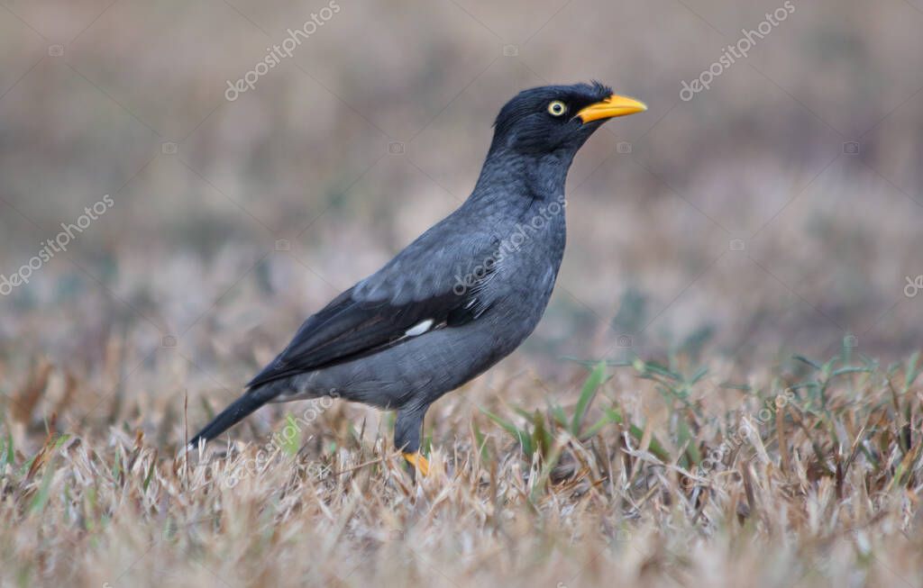 Acridotheres javanicus es una especie de anfibios de la familia Myna ...