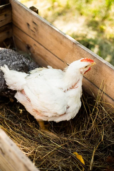 Hen box Stock Photos, Royalty Free Hen box Images | Depositphotos