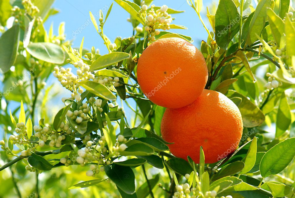 Ripe oranges — Stock Photo © XXLPhoto #19449607
