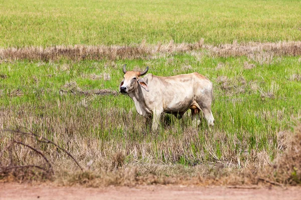 Cow dry field Stock Photos, Royalty Free Cow dry field Images ...