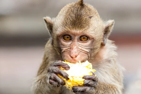 Funny monkey with a red lips — Stock Photo © watman #70255305