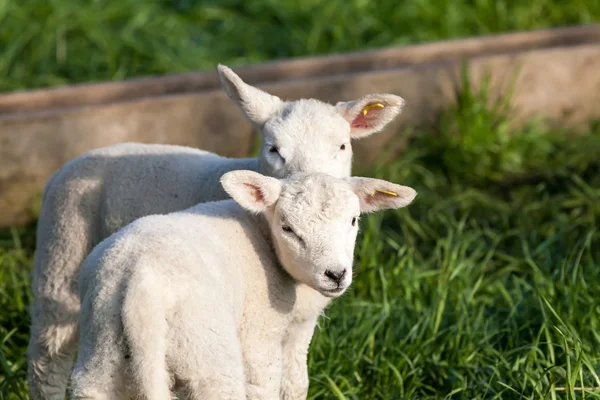 lamb - Stock Image - Everypixel