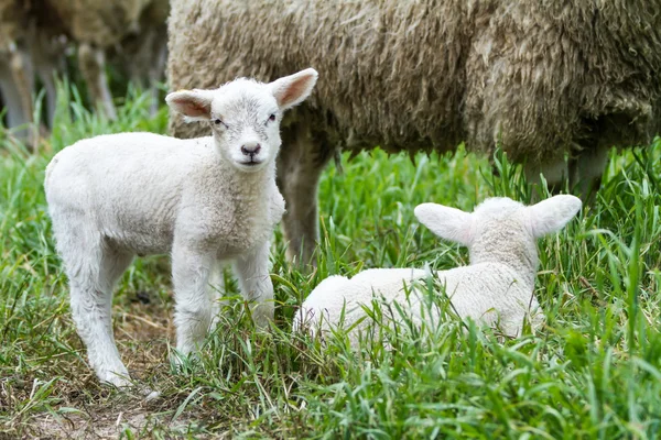 Baby lamb Stock Photos, Royalty Free Baby lamb Images | Depositphotos