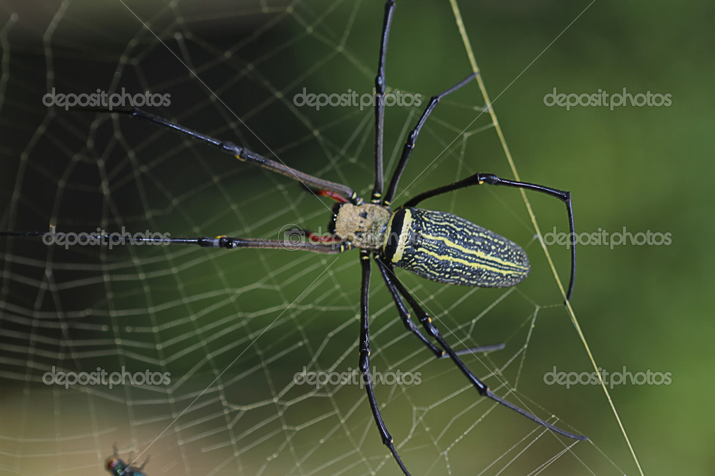 Spider and it's web Stock Photo by ©ismedhasibuan 18589079