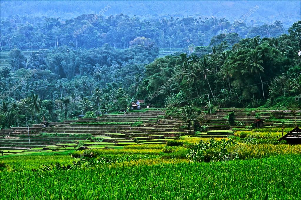 Terrace rice field — Stock Photo © ismedhasibuan #18906925