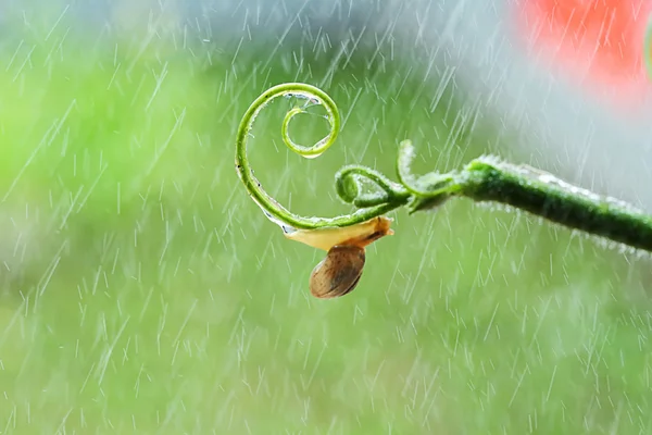 snail creeping up on branch - Stock Image - Everypixel