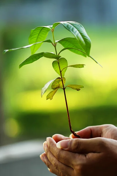 Replanting Stock Photos, Royalty Free Replanting Images | Depositphotos®