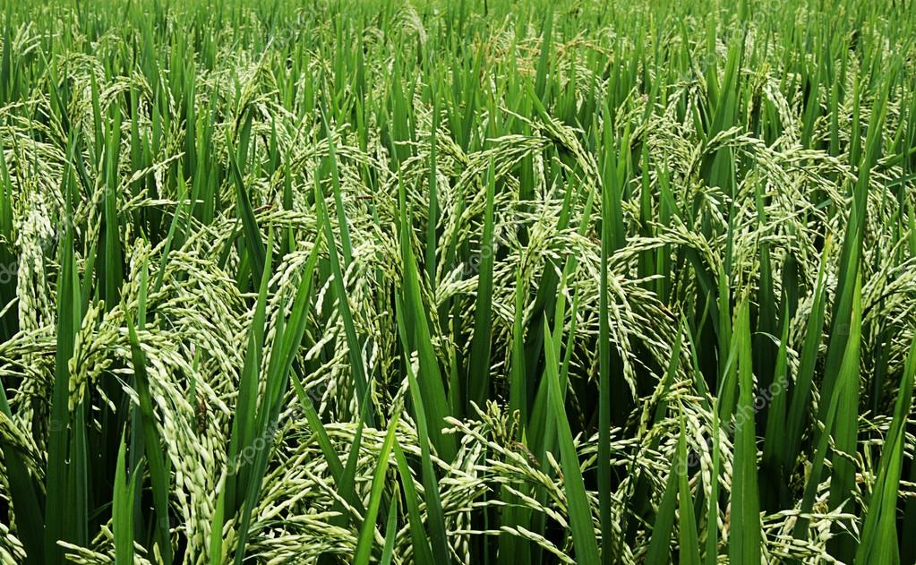 Rice filed Stock Photo by ©ismedhasibuan 22968890