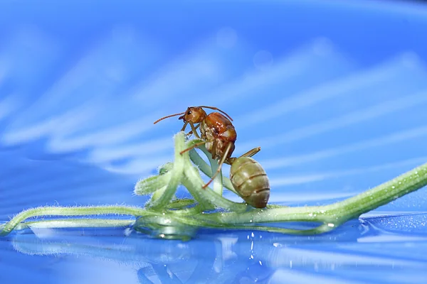 Ant queen Pictures, Ant queen Stock Photos & Images | Depositphotos®