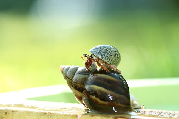 Piggy back ride Stock Photos, Royalty Free Piggy back ride Images ...