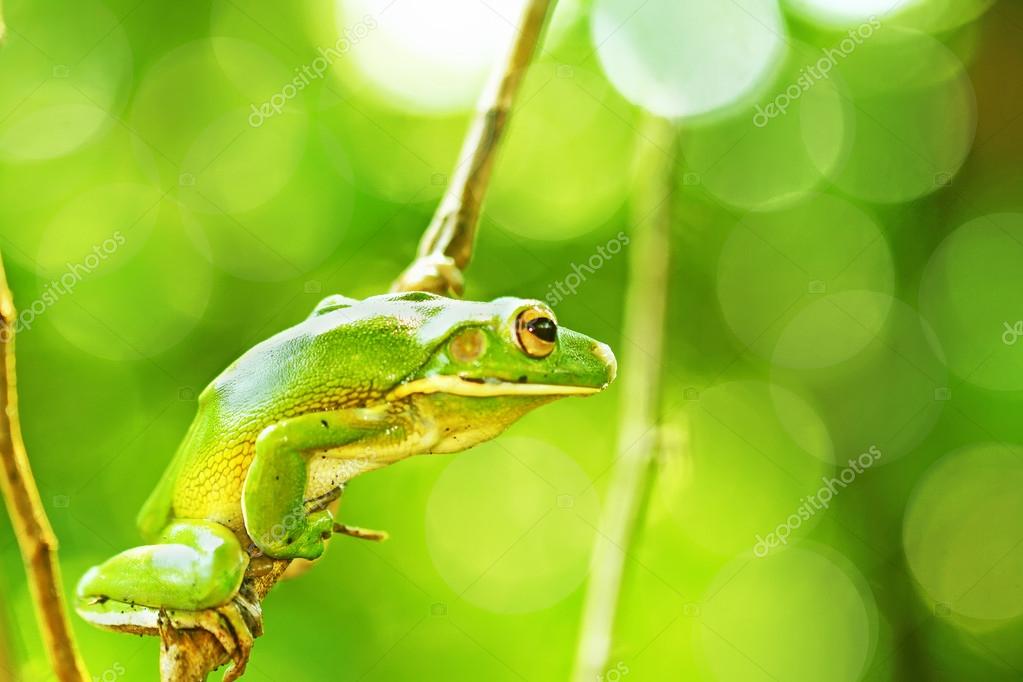 Macro photography of small animal — Stock Photo © ismedhasibuan #31152429