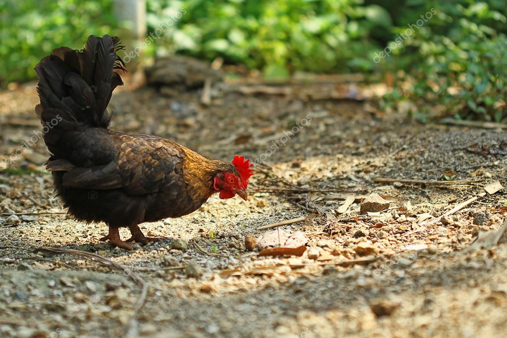 Levende Kylling Hvordan Parterer Man En Kylling? | Karolines