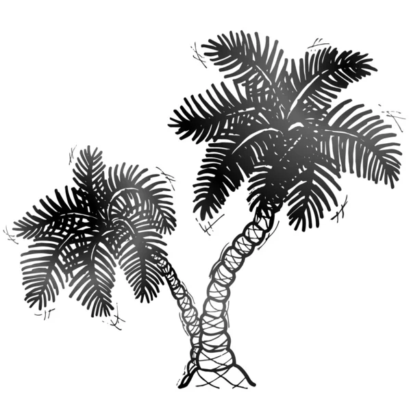 Hand drawn palm tree - Stock Image - Everypixel
