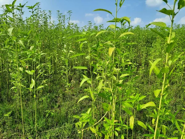 Jute Plant Field